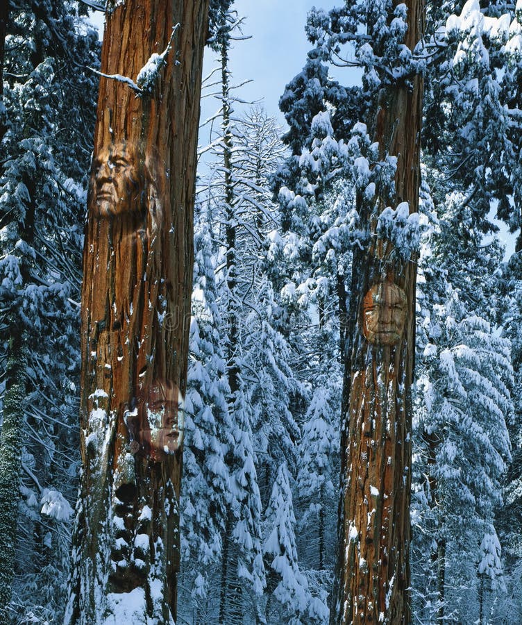 Composite Image of Native American Indian Faces Appearing on Tall Trees ...