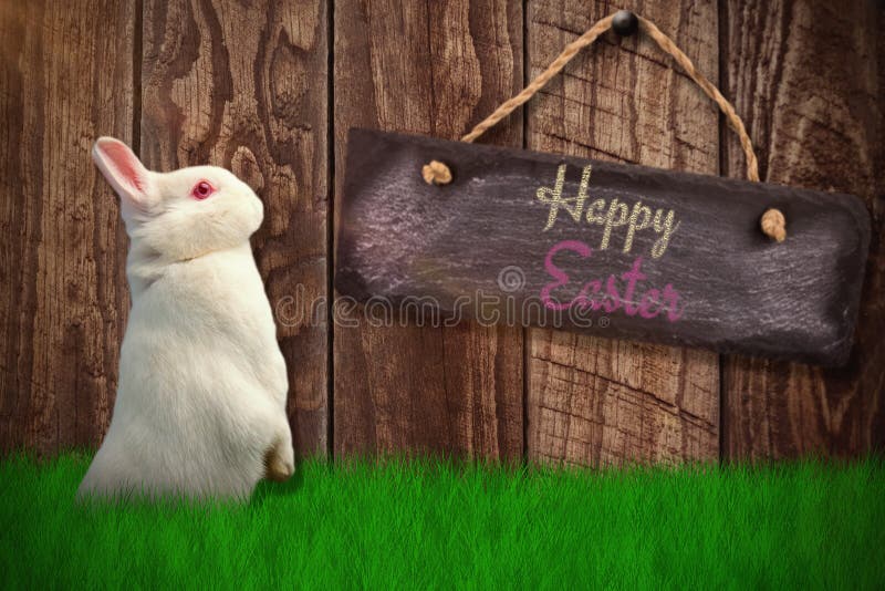 Composite Image of Side View of Cute Rabbit Stock Photo - Image of ...