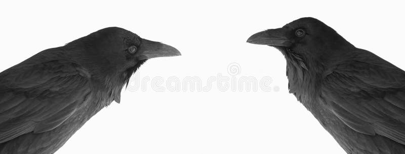 Composite Image of Two Ravens Facing Each Other Stock Image - Image of ...