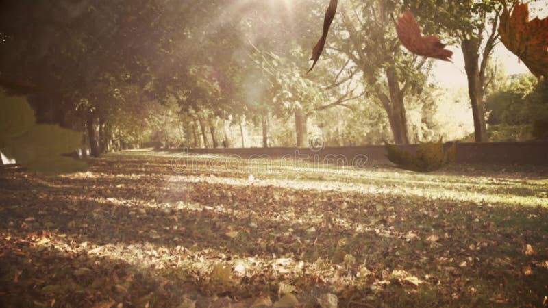 Composite Video of Multiple Autumn Leaves Falling Against Tall Trees in ...