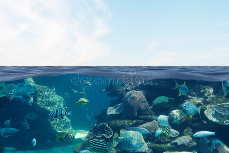 Compositing Divided of the Sea with Beautiful Fish and the Surface ...