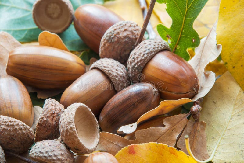 Composition of Acorns from Oak Stock Photo - Image of gold, acorn ...