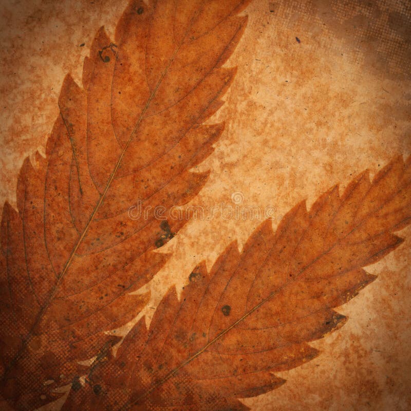 Old paper leaf stock photo. Image of antique, scrapbook - 4350554