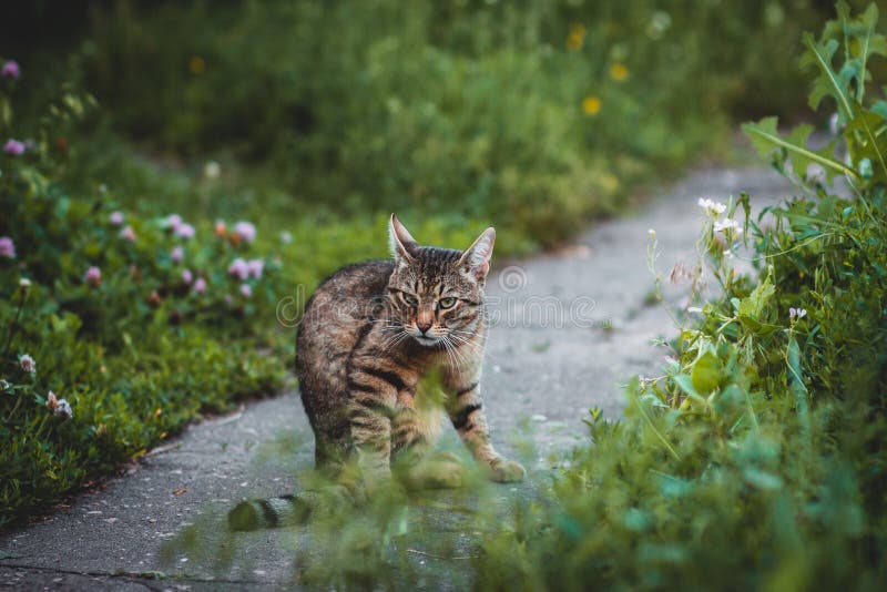 Angry Cat stock image. Image of nose, yellow, flowers - 100982389