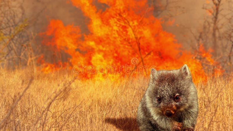 Australian Wombat Wildlife in the Fire Stock Video - Video of nature ...