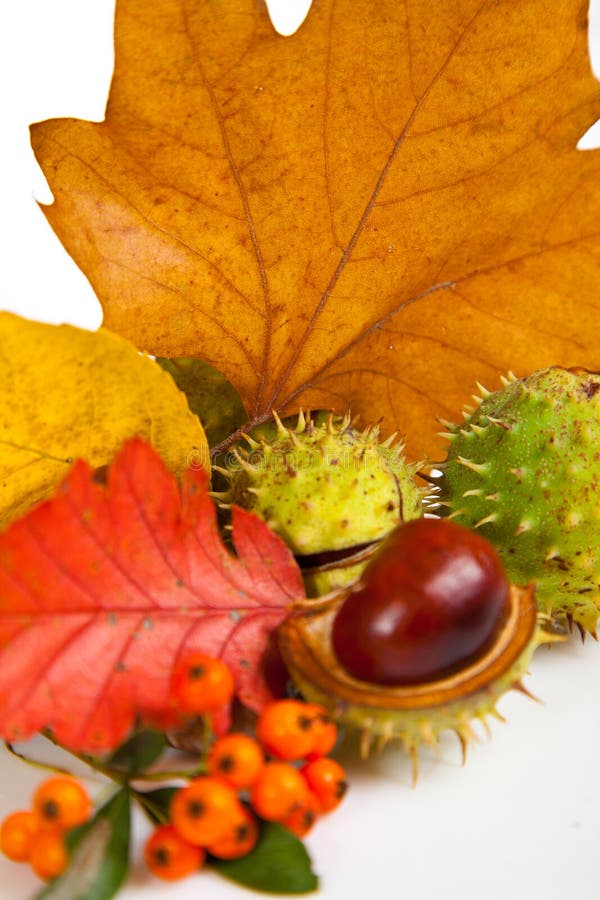 Composition of Autumn Chestnuts and Leaves Stock Photo - Image of seeds ...