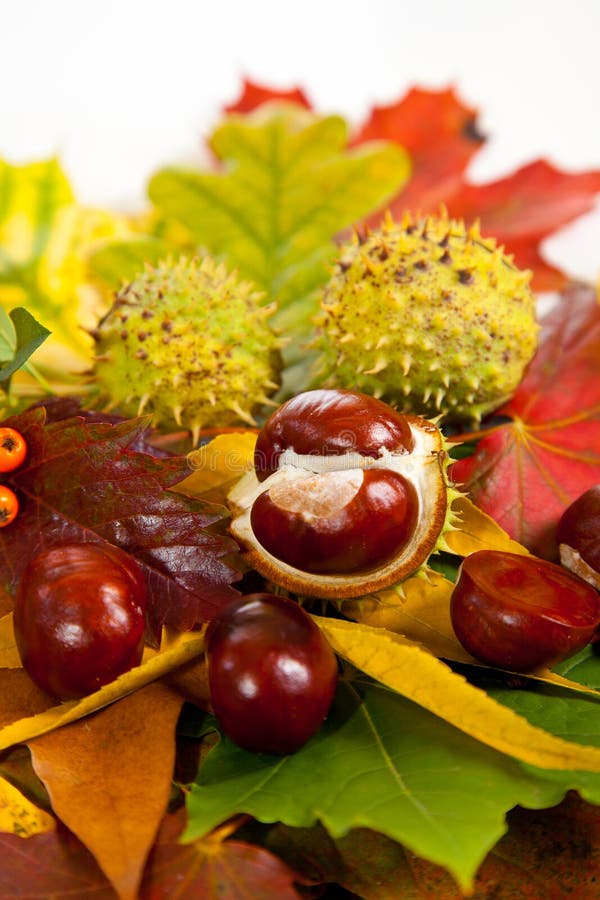 Composition of Autumn Chestnuts and Leaves Stock Image - Image of ...