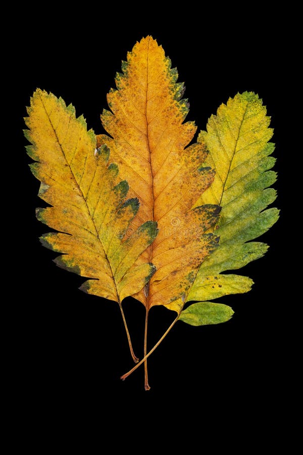 Composition with Autumn Leaves on Black Background Stock Image - Image ...