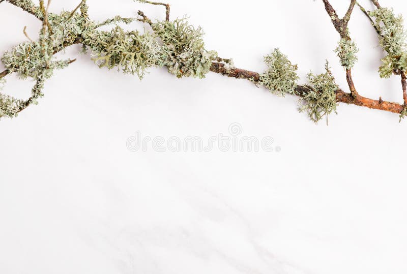 Composition of Bark of Tree Branches and Lichen on a Marble Background ...