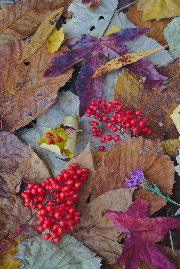 Fall Leaves and Red Autumn Berries Stock Image - Image of nature, life ...