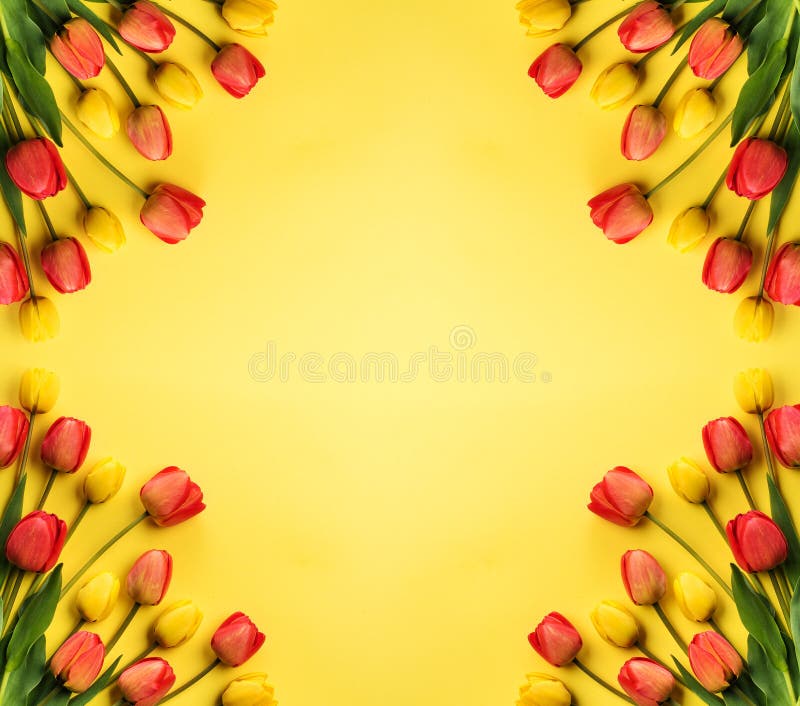 Composition Beautiful Flowers Tulips on Yellow Background. Flowers ...