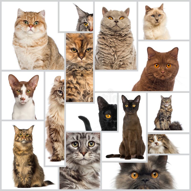 Composition of cats stock photo. Image of composition - 46868536