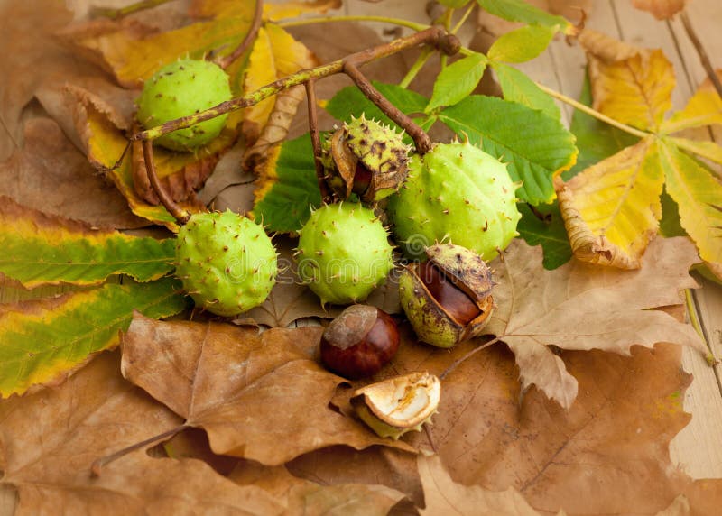 Composition of chestnuts stock photo. Image of chestnut - 34195552
