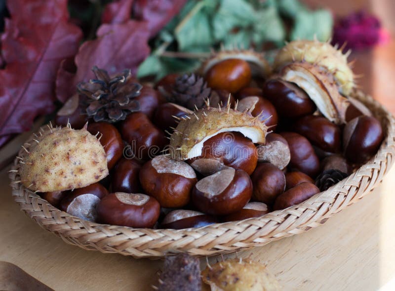 A Composition of Chestnuts and Cone and Leaves Stock Photo - Image of ...