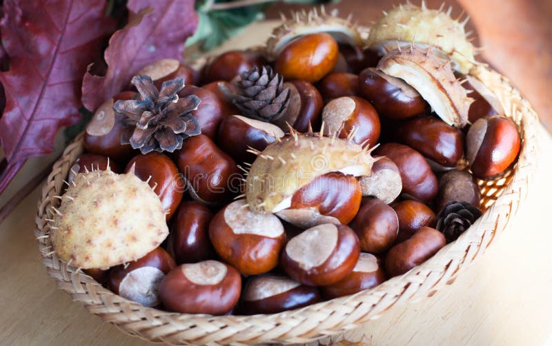 A Composition of Chestnuts and Cone and Leaves Stock Image - Image of ...