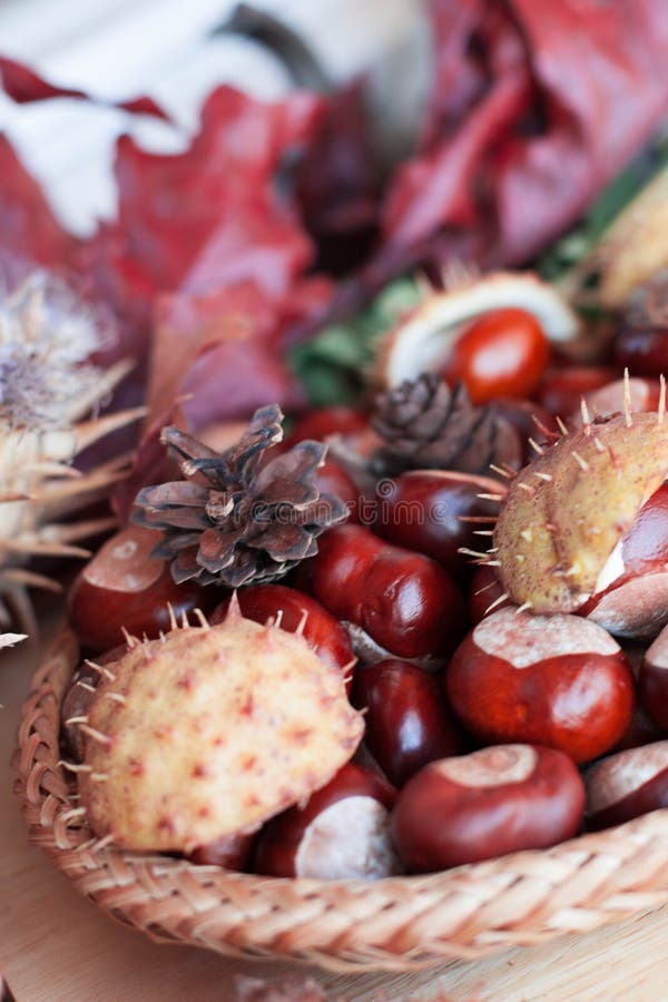 A Composition of Chestnuts and Cone and Leaves Stock Photo - Image of ...