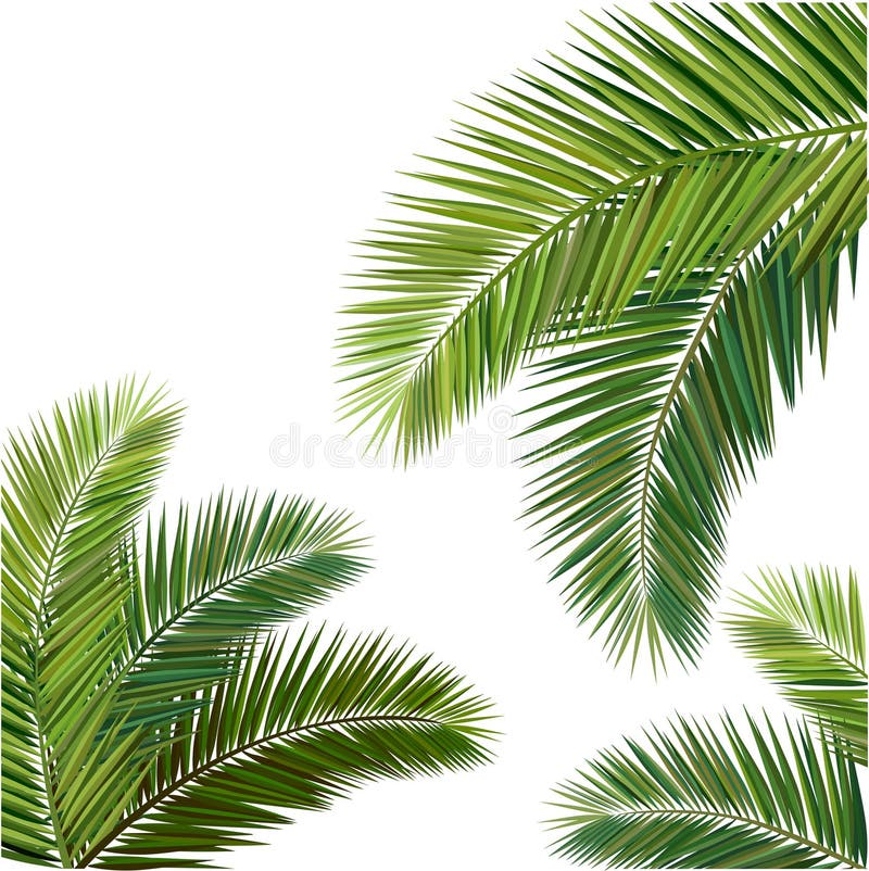 Composition of Coconut Leaves Stock Vector - Illustration of palm ...