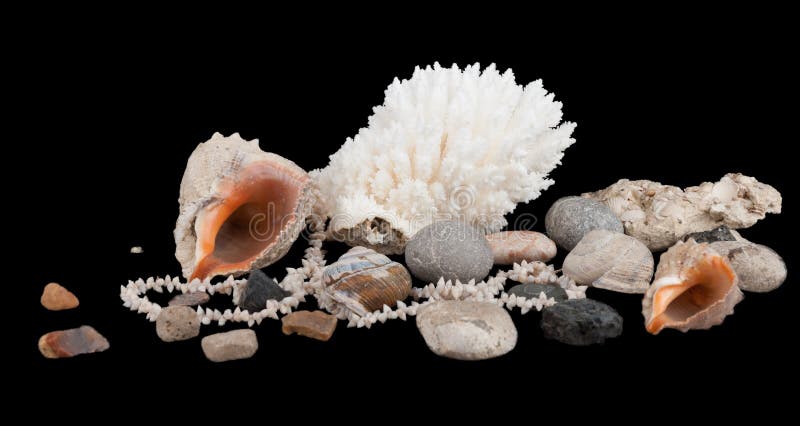 Composition from a Coral, Stones and Shells Stock Image - Image of ...
