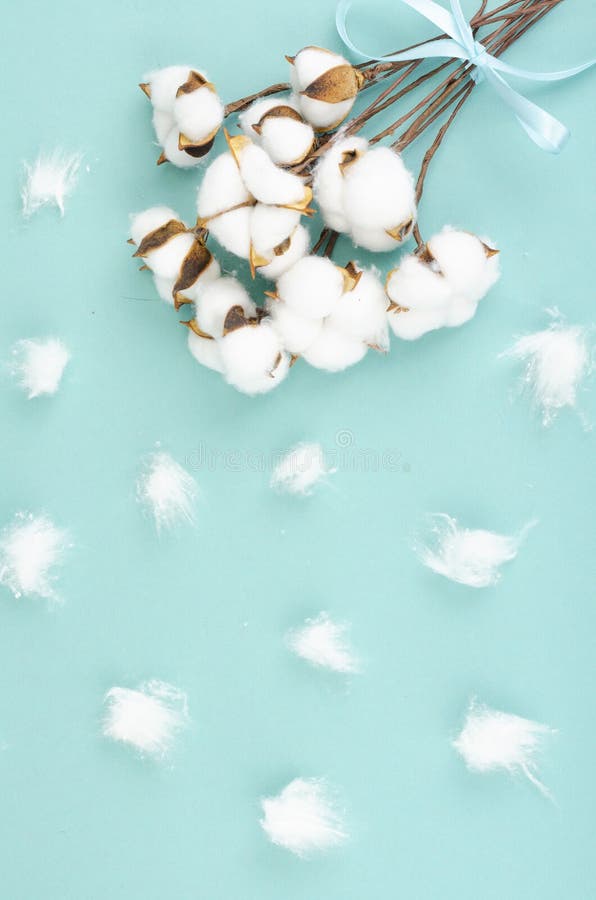Composition with Cotton Flowers on Bright Background Stock Image ...