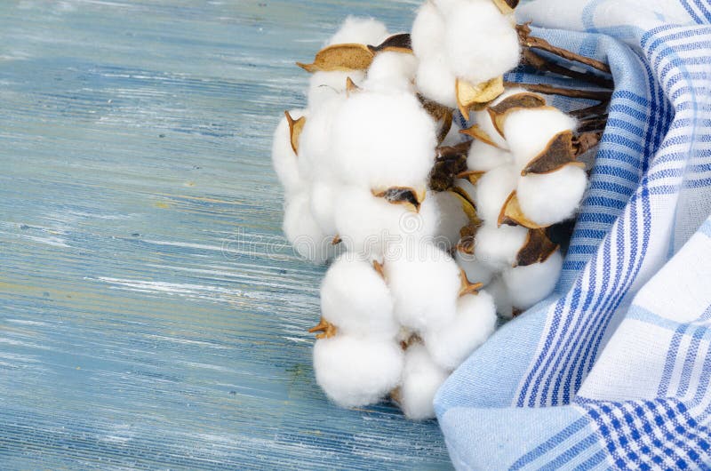 Composition with Cotton Flowers on Bright Background Stock Image ...