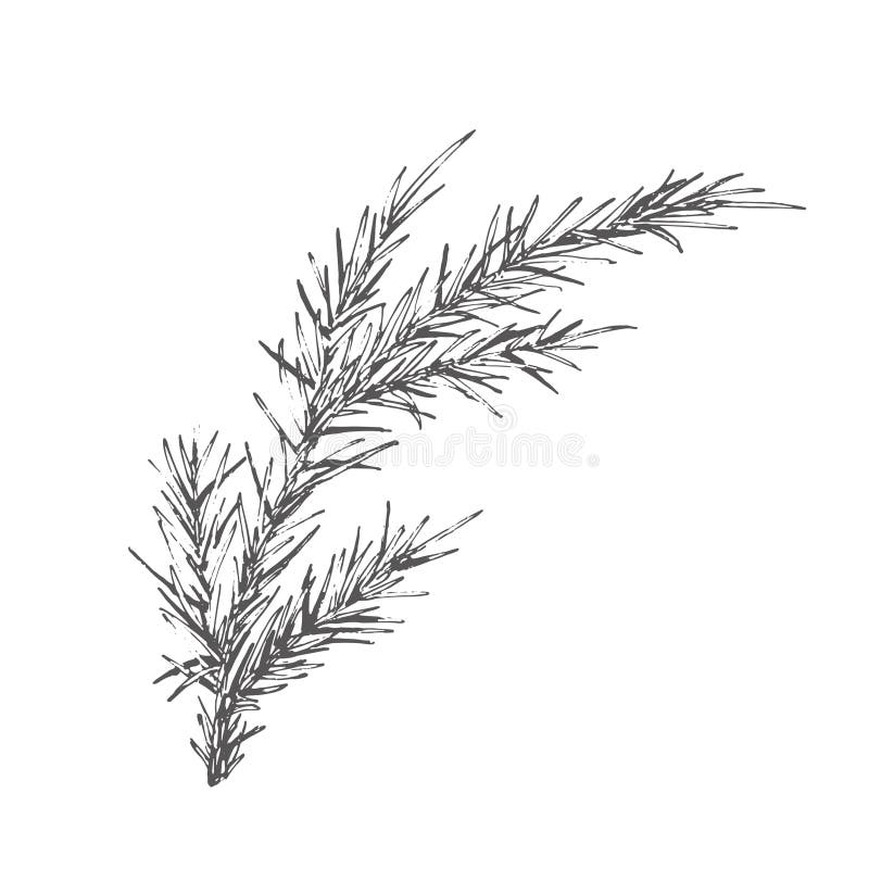 Spruce Branch with Needles Vector Image Outline. Graphics Illustration ...