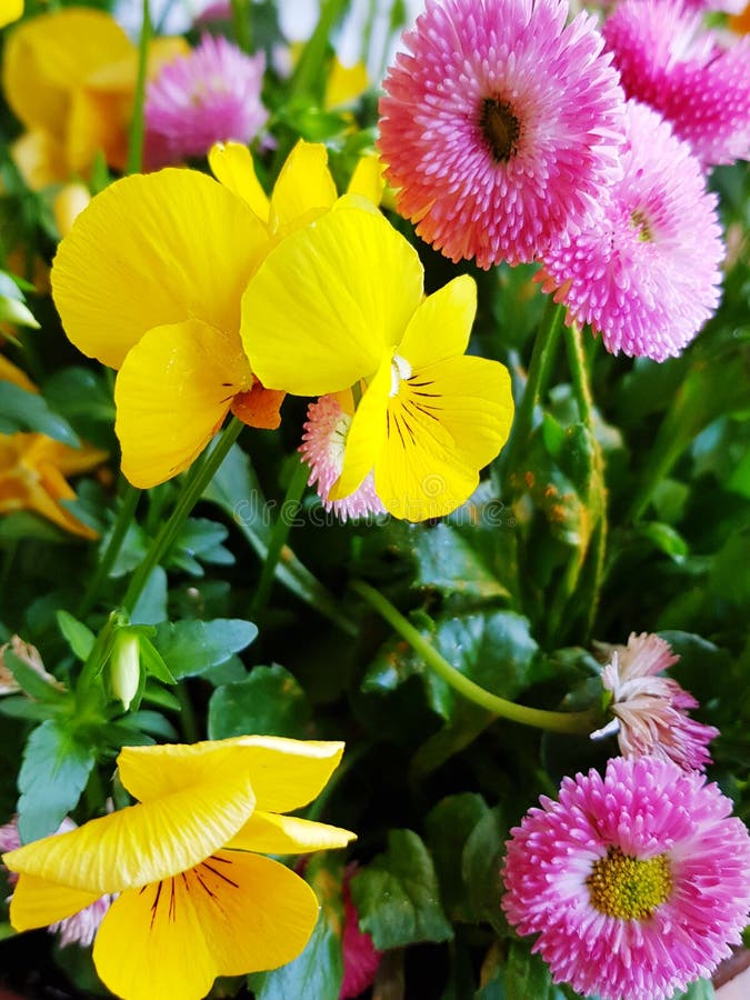 Spring at home stock photo. Image of composition, species - 130248122