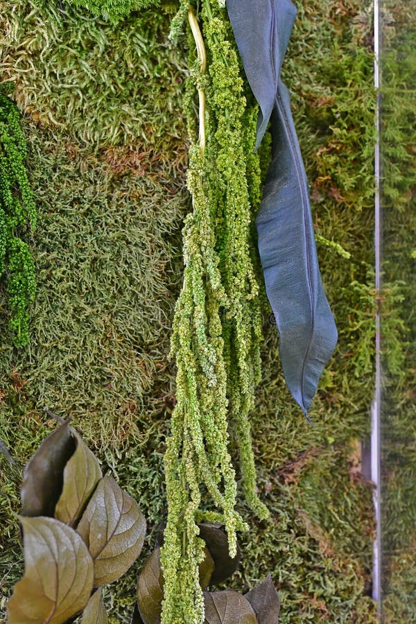 Composition of Different Types of Moss and Fallen Leaves. Stock Image ...