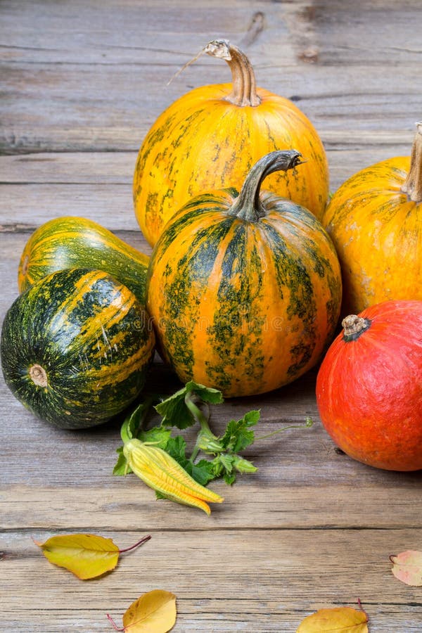 Composition of a Different Varieties and Colors of Pumpkins on on ...