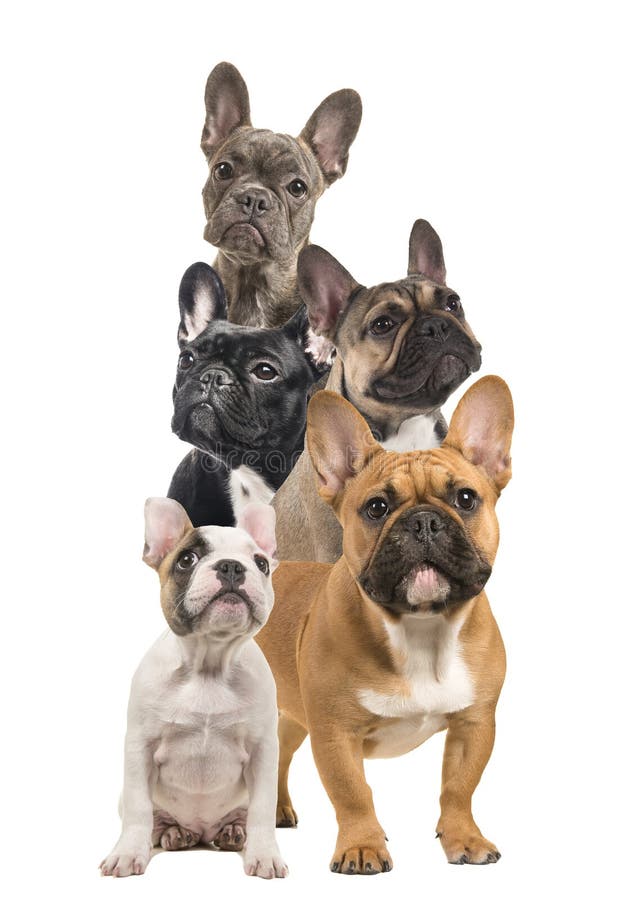 Composition with Differen French Bulldogs, Full Length and Portraits on ...