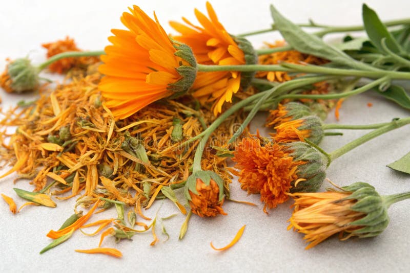 Composition of Dried Calendula Herbs and Flowers Stock Illustration - Illustration of botanical ...