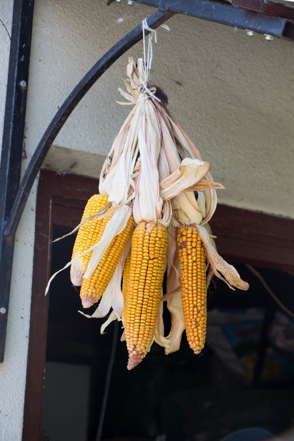 Picture of Dry Organic Corn. Stock Photo - Image of agriculture ...