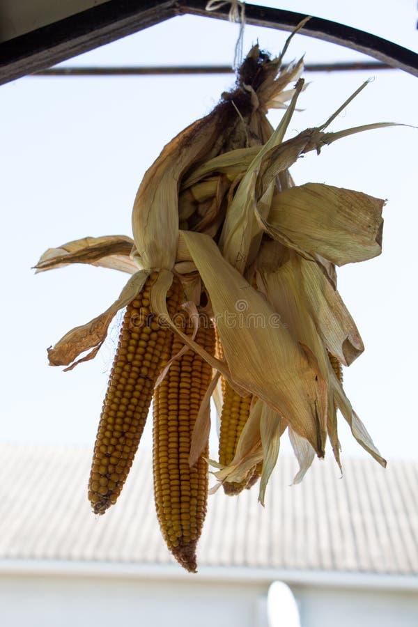 Picture of Dry Organic Corn. Stock Photo - Image of bottom, closeup ...