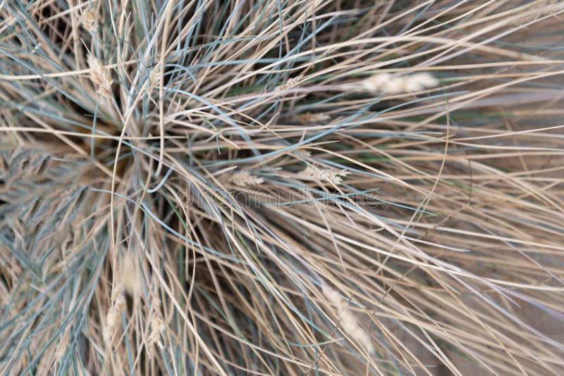 Composition of Dry Grass of Different Colors Stock Image - Image of ...