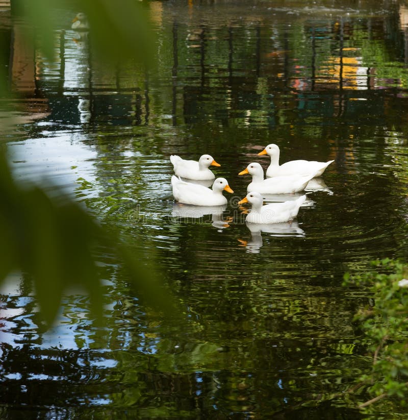 Composition of Duck in the Marsh Stock Photo - Image of duck, swim ...