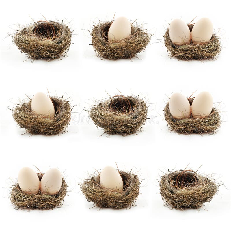 Empty nest stock photo. Image of protection, nature, isolated - 19552888