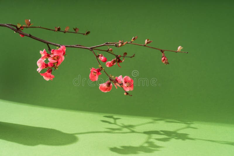 Composition Empty Podium Material Tree and Spring Flowers. Empty ...