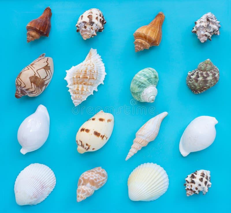 Composition of Exotic Sea Shells on Blue Background Stock Image - Image ...
