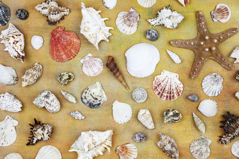 Composition of Exotic Sea Shells and Starfish on a White Background ...