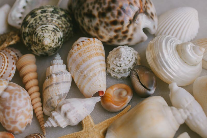 Composition of Exotic Sea Shells on White Background. Close Up View of ...