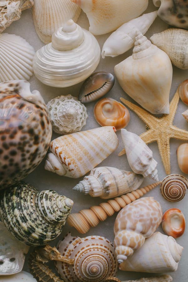 Composition Of Exotic Sea Shells On White Background. Close Up View Of ...