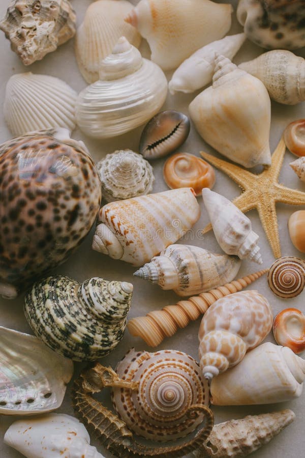 Composition of Exotic Sea Shells on White Background. Close Up View of ...