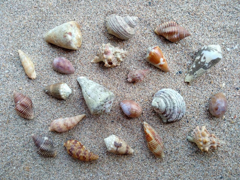 Composition of Exotic Sea Shells on a White Sand Background Stock Image ...