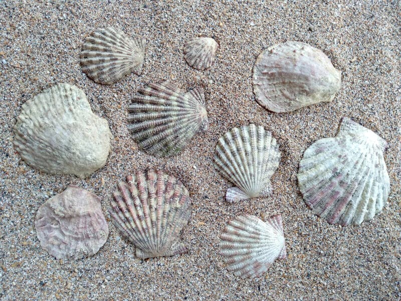 Composition of Exotic Sea Shells on a White Sand Background Stock Photo ...