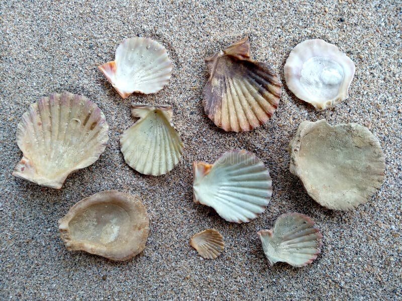 Composition of Exotic Sea Shells on a White Sand Background Stock Image ...