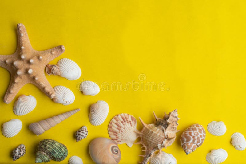 Exotic Sea Shell with Pink Note Stick on a Yellow Background. Summer ...