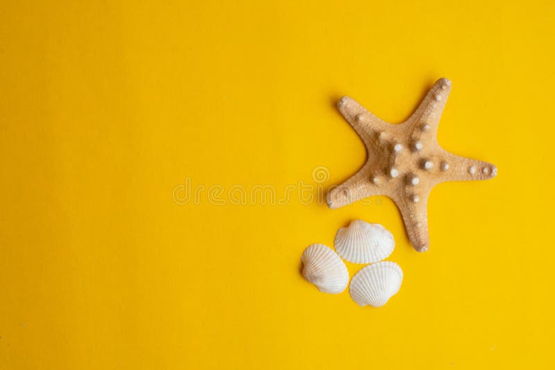 Composition of Exotic Sea Shells on a Yellow Background. Summer Concept ...