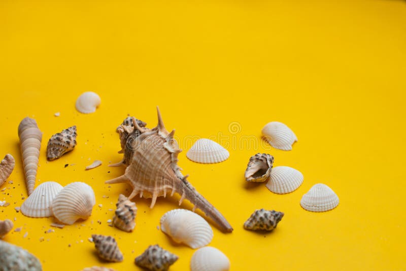 Composition of Exotic Sea Shells on a Yellow Background. Summer Concept ...