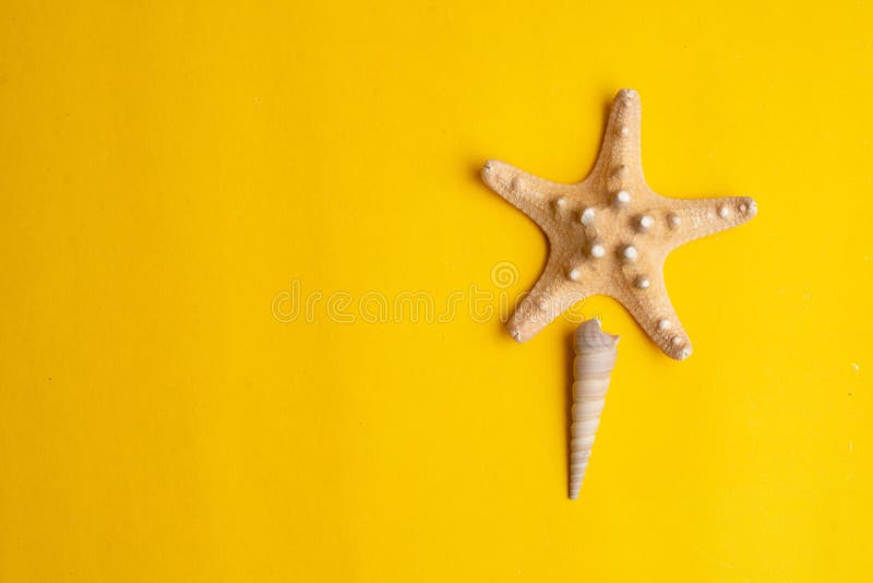 Composition of Exotic Sea Shells on a Yellow Background. Summer Concept ...