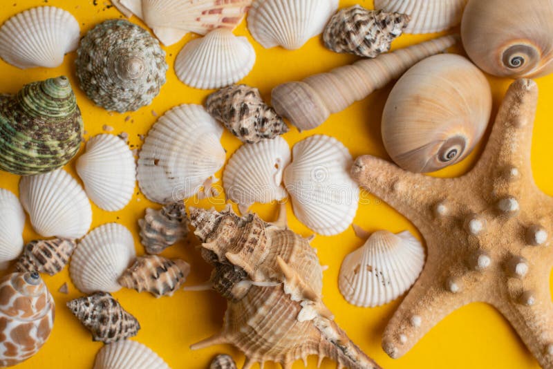 Composition of Exotic Sea Shells on a Yellow Background. Summer Concept ...