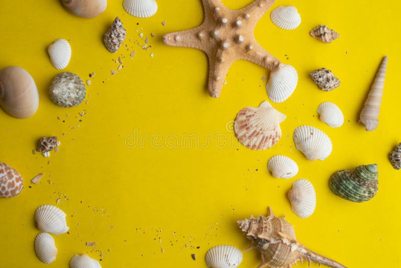 Composition of Exotic Sea Shells on a Yellow and Pink Background ...